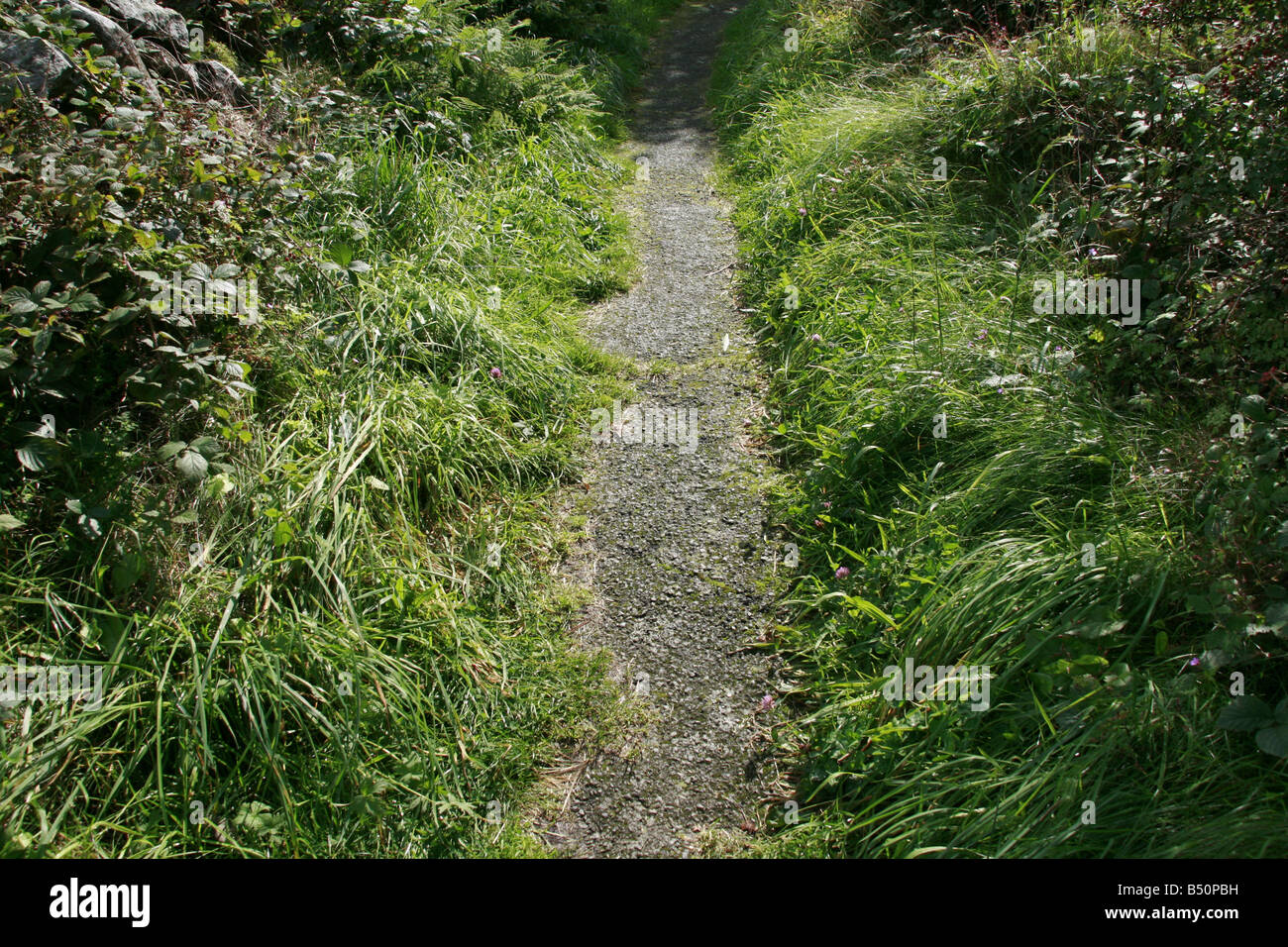 empty country lane track path in sun outdoors Stock Photo - Alamy