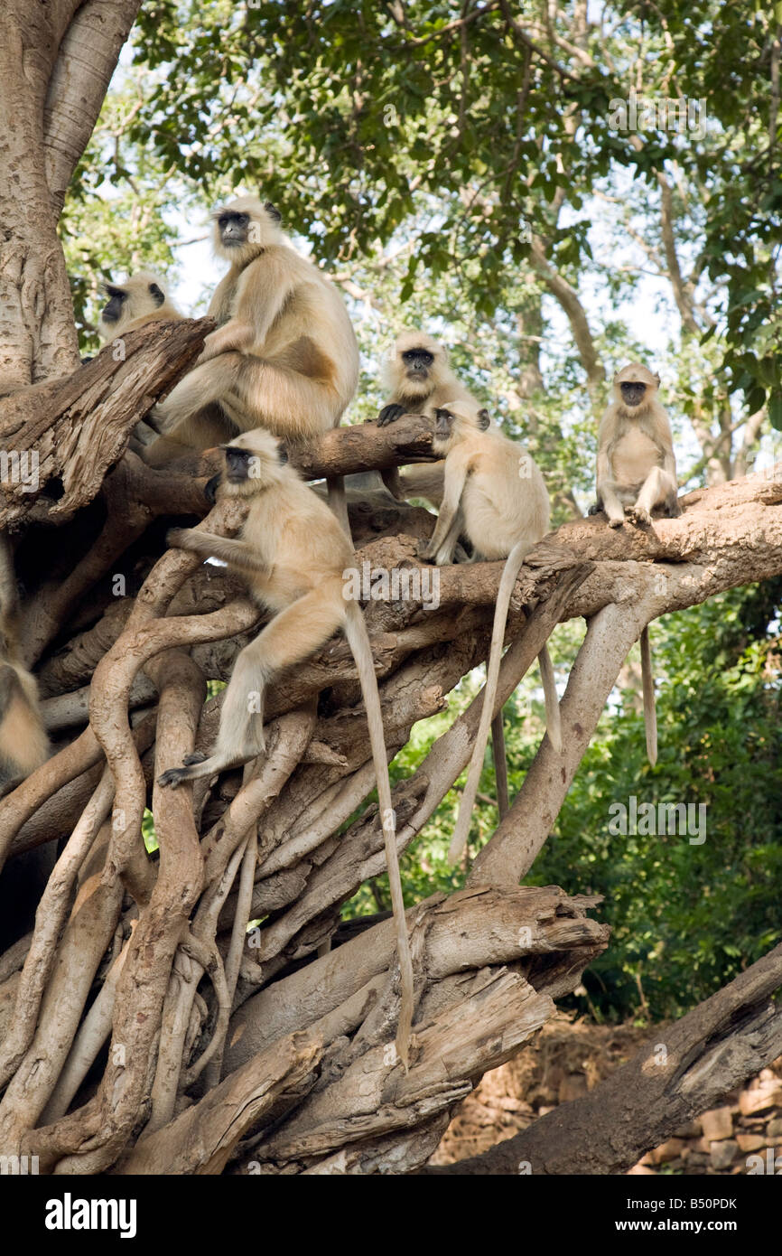 Group Of Monkeys On Trees