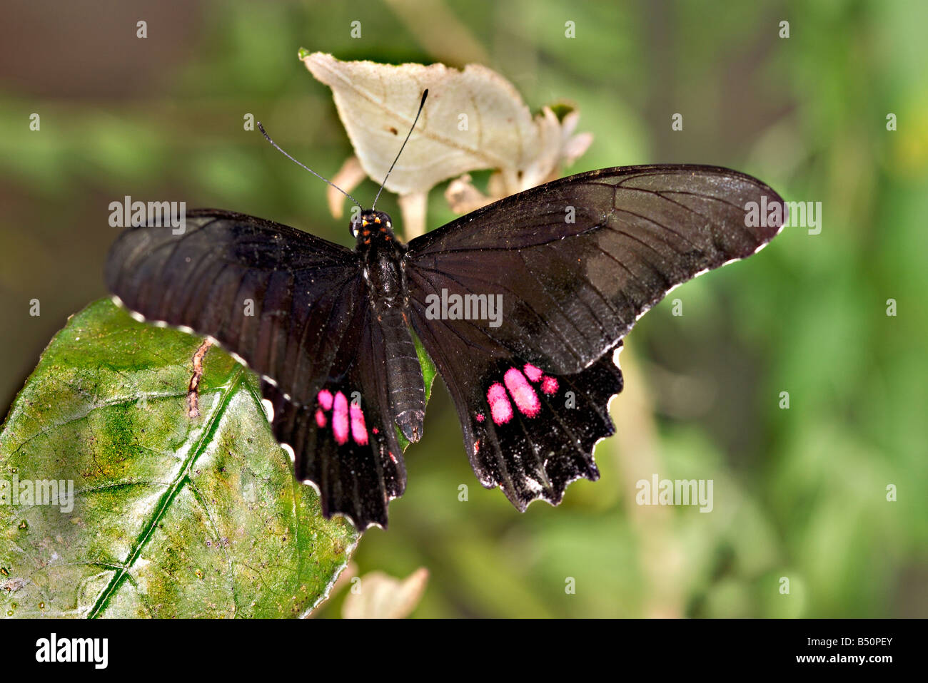 Ruby-spotted Swallowtail Papilio anchisiades Stock Photo - Alamy