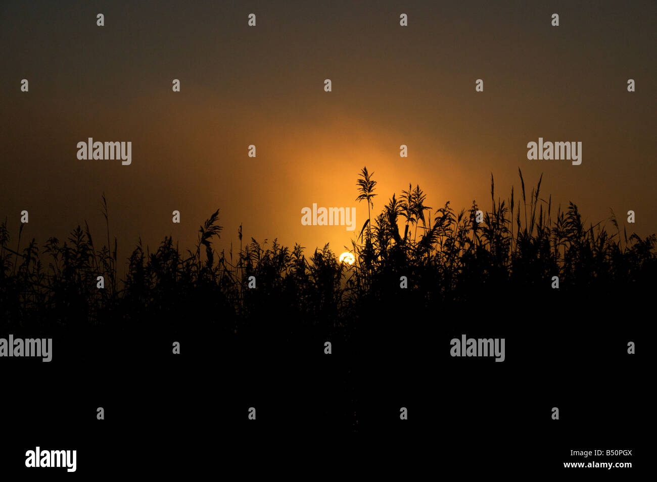Common reed at sunrise Stock Photo - Alamy