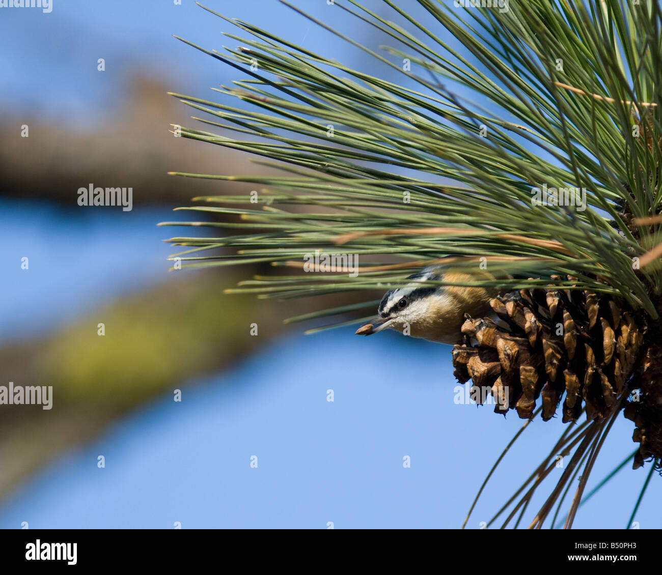 Nuthatch red breasted bird hi-res stock photography and images - Alamy