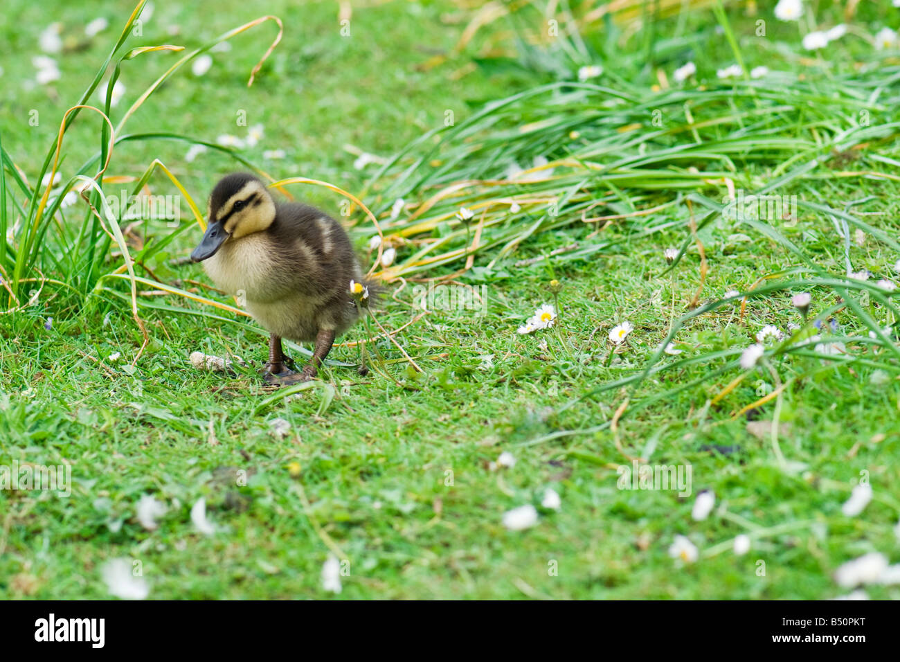 Mallard duckling hi-res stock photography and images - Alamy