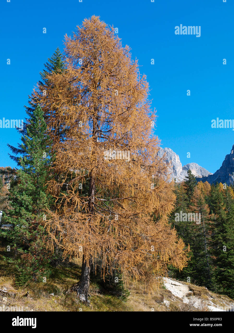 Larch trees hi-res stock photography and images - Alamy