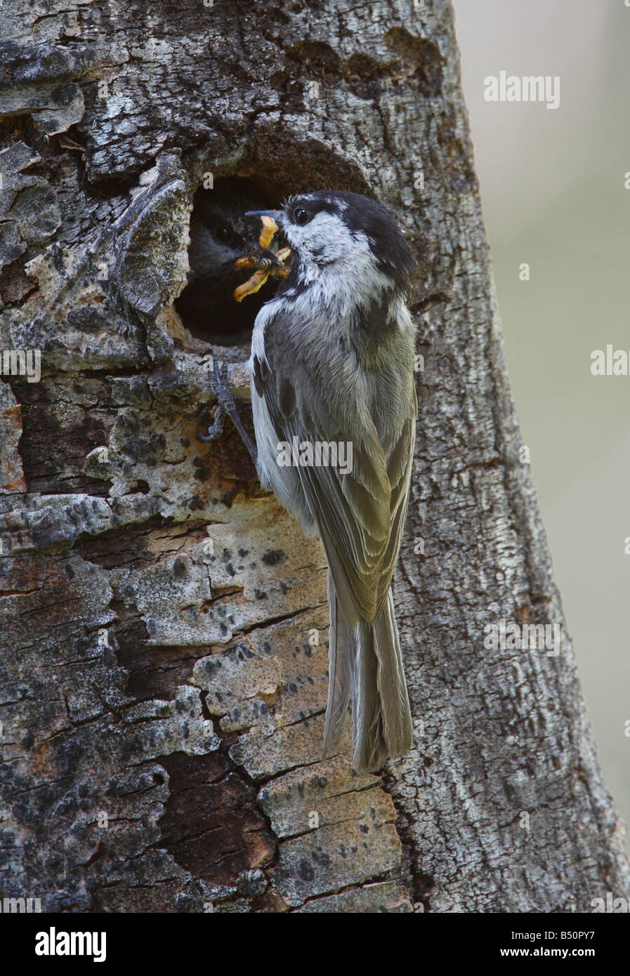 Mountain Chickadee Poecile gambeli feeding young through nest hole in ...