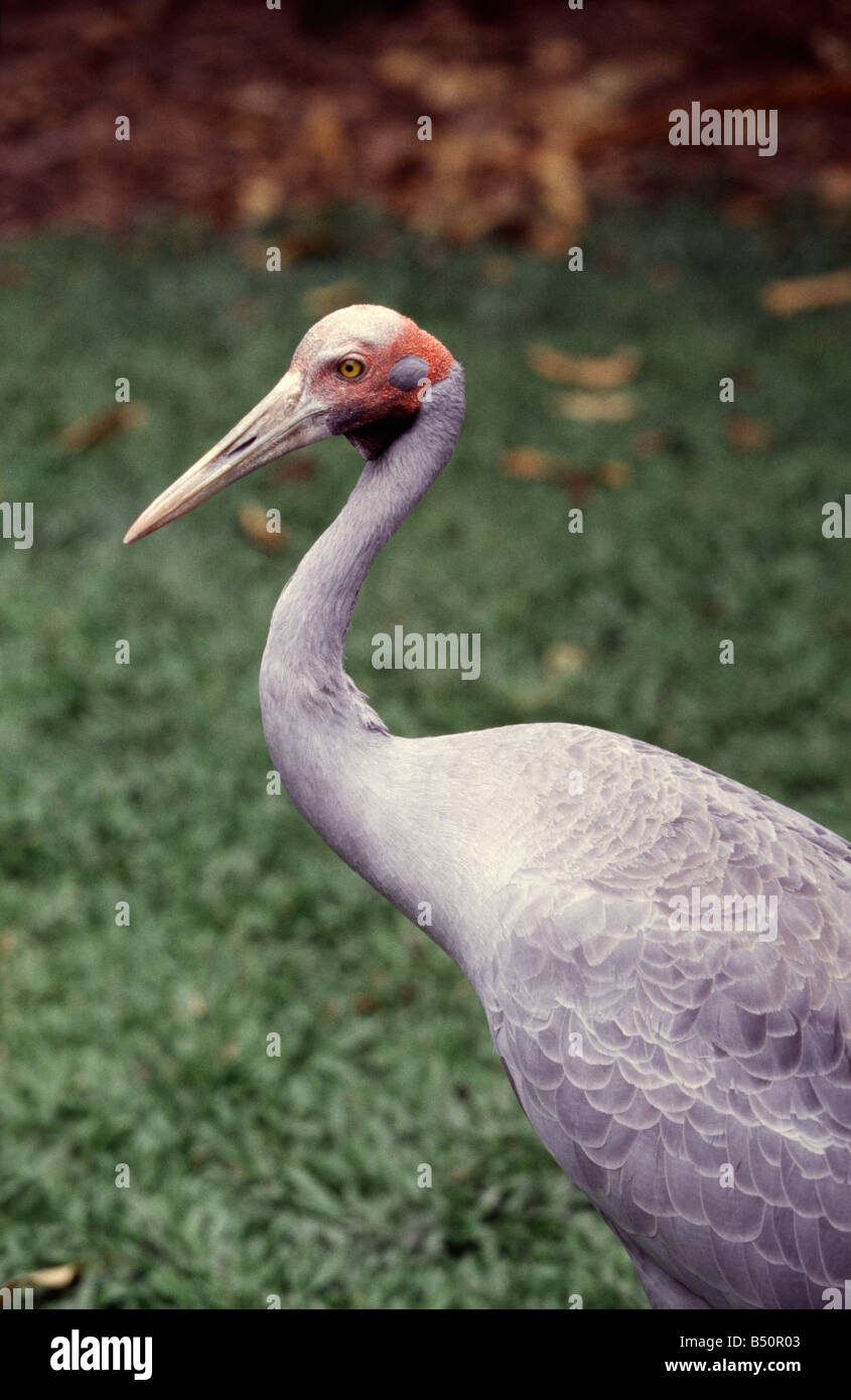 The Brolga is one of Australia s largest birds and a member of the ...