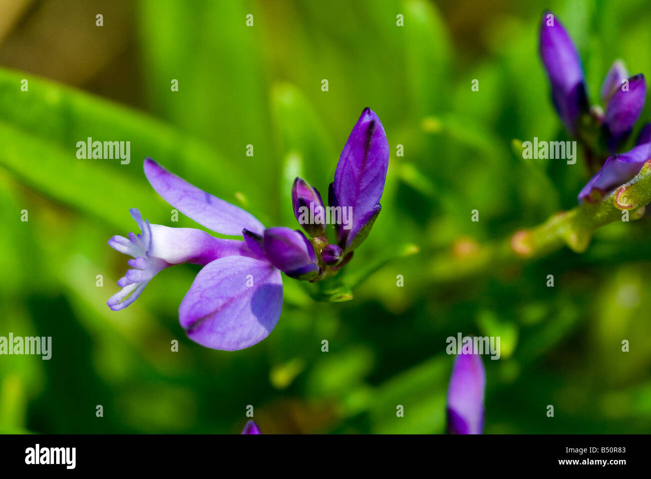 Milkworts hi-res stock photography and images - Alamy