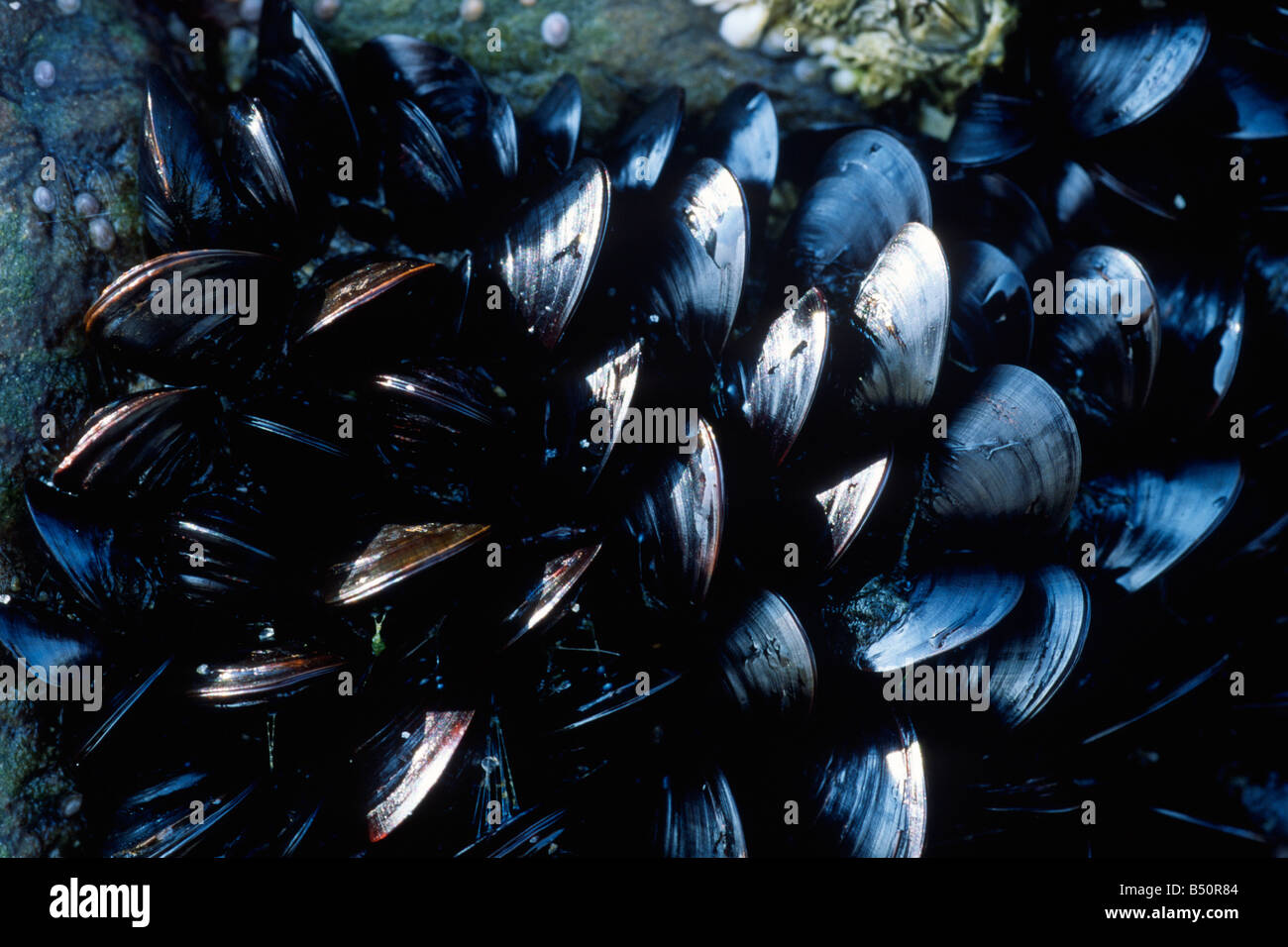 blue mussels Wales Stock Photo - Alamy