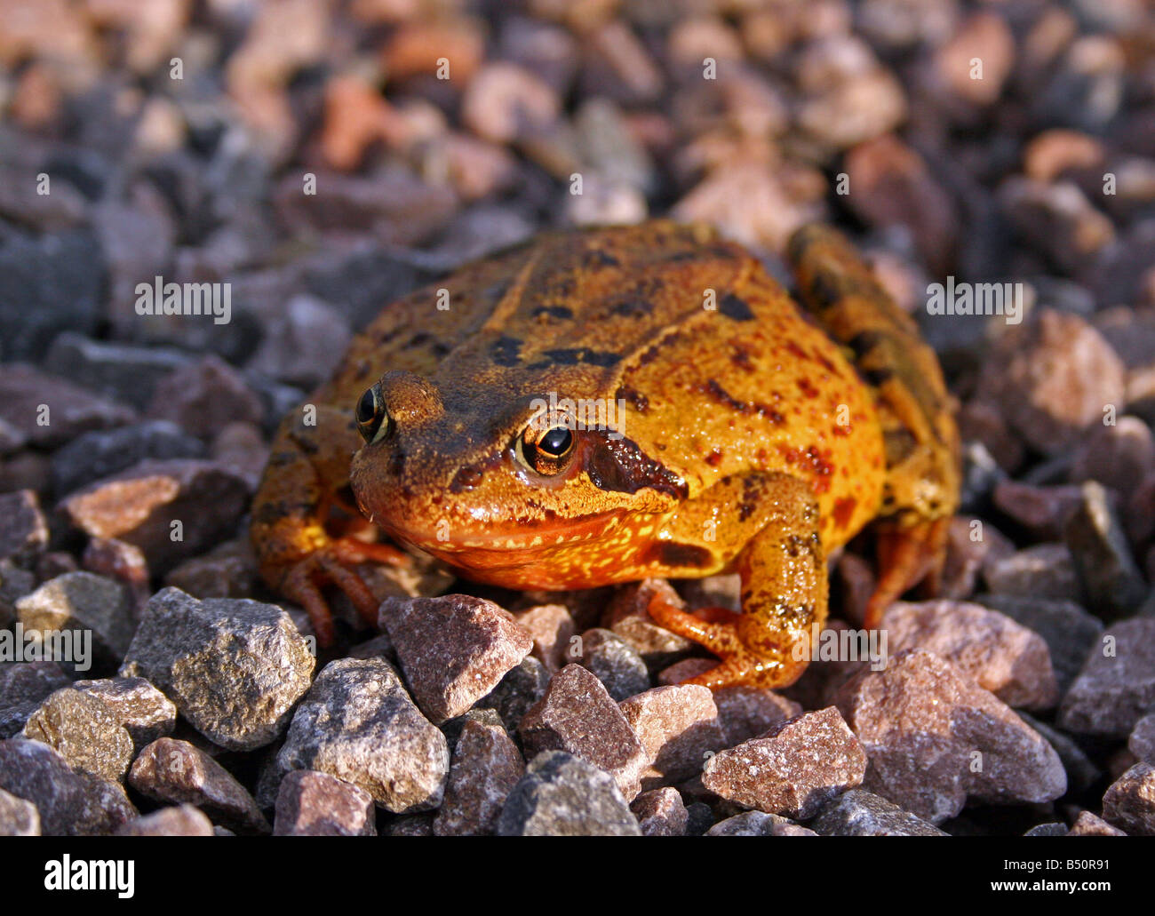 Toad warming up in the early morning sun Stock Photo - Alamy
