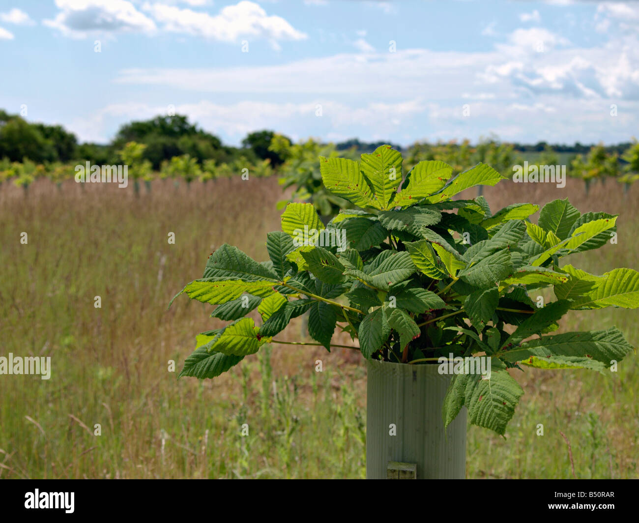 Chestnut tree sapling hi-res stock photography and images - Alamy