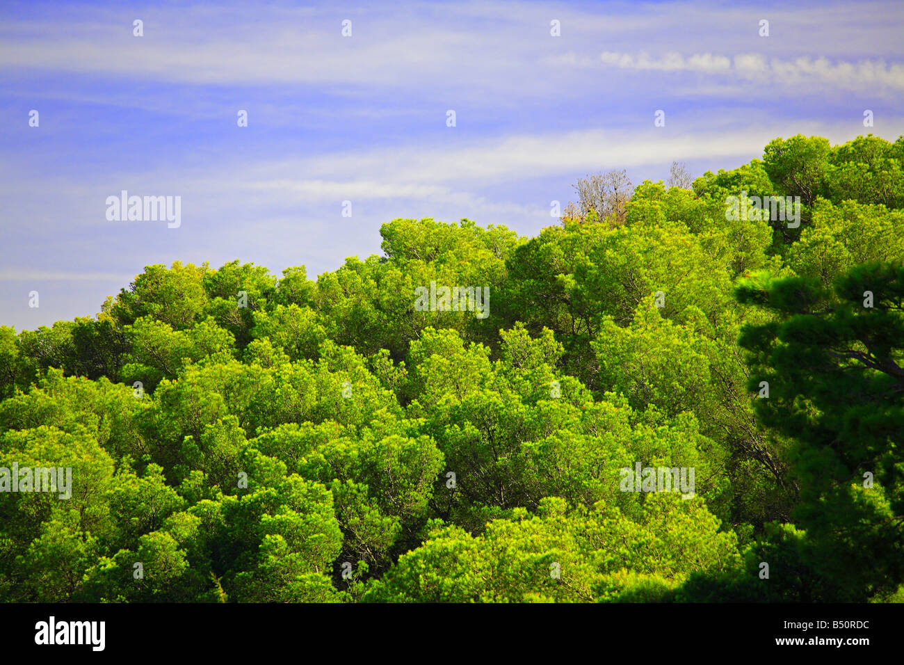 Lush green trees and a blue sky Stock Photo - Alamy