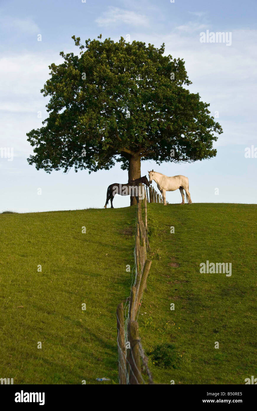 Two horses beneath an oak tree - portrait shot Stock Photo - Alamy