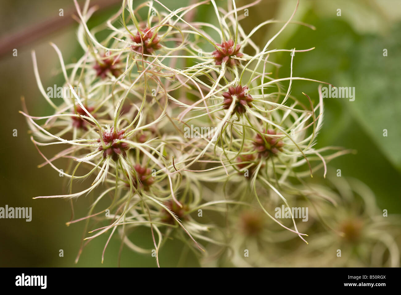 Old mans beard plant hi-res stock photography and images - Alamy