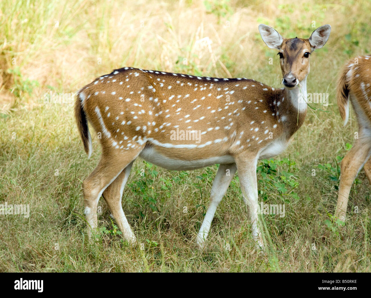 Chital Deer