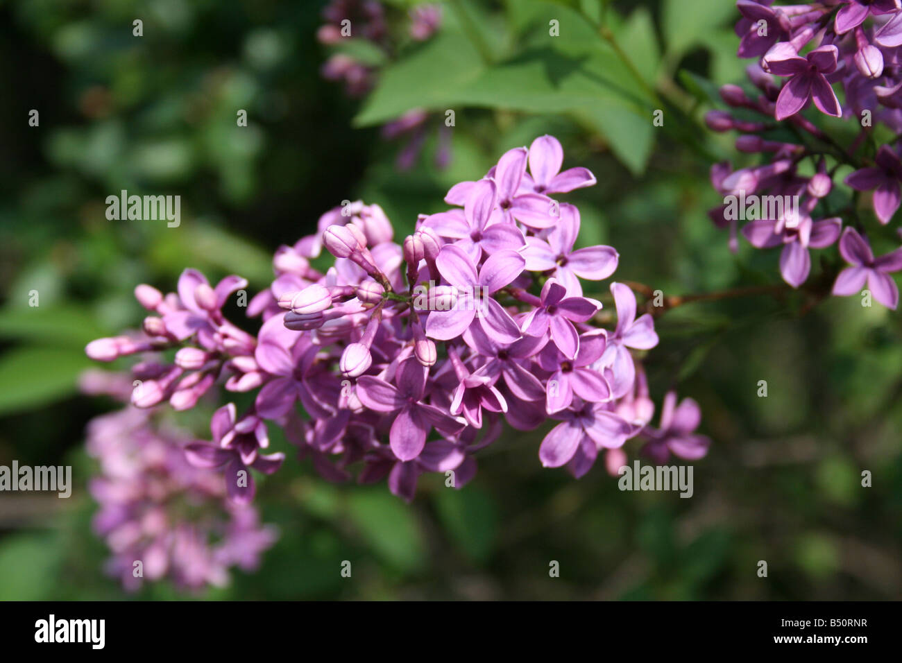 Branch of blooming lilac at spring Stock Photo - Alamy