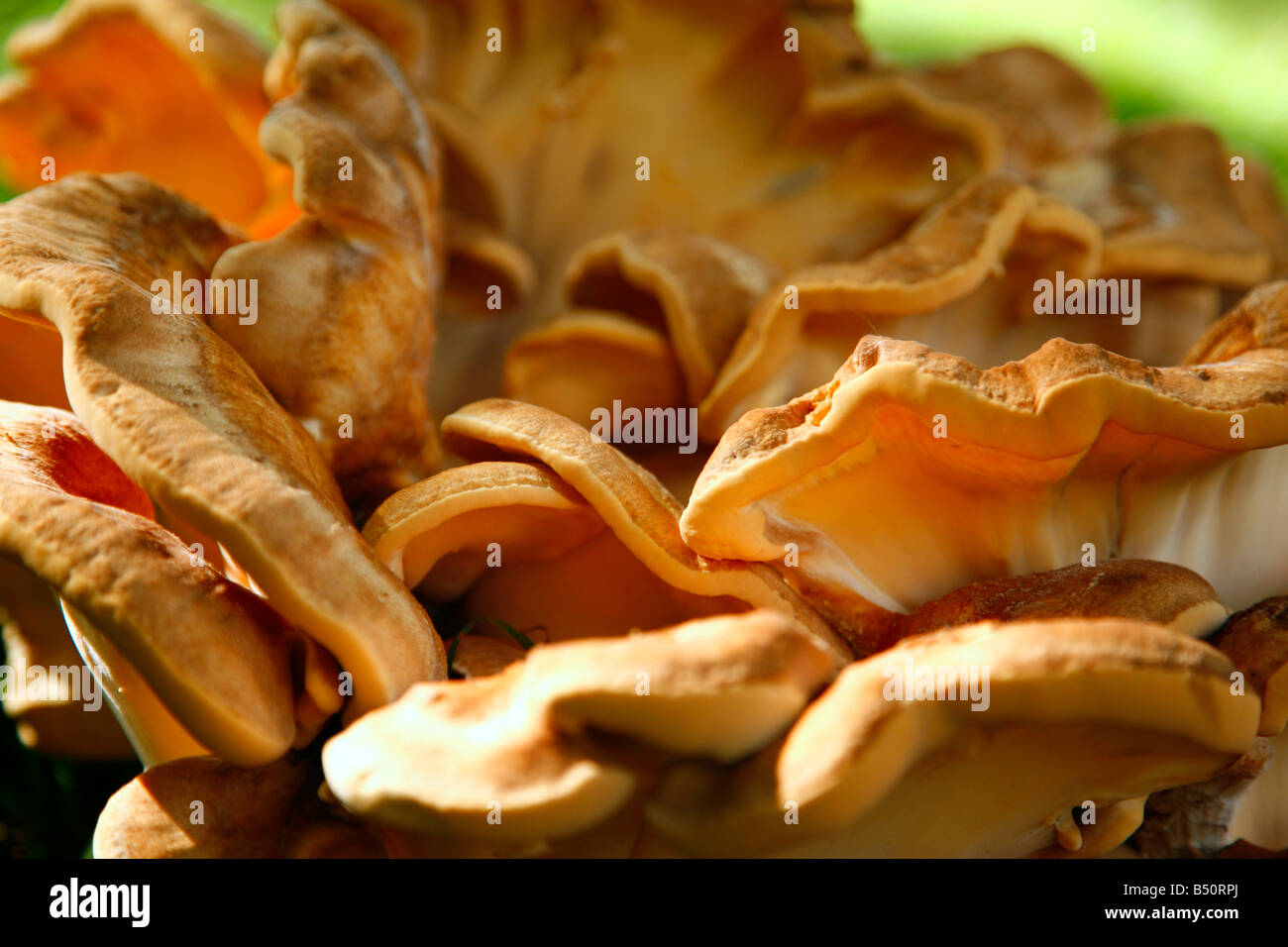 Large fungus base oak tree hi-res stock photography and images - Alamy