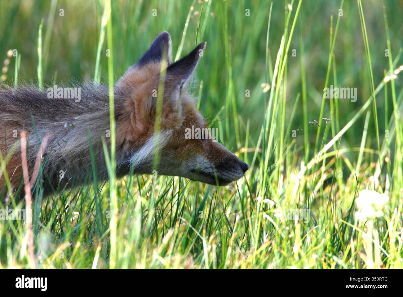 Red Fox Vulpes vulpes (head and neck image) stalking through grass at ...