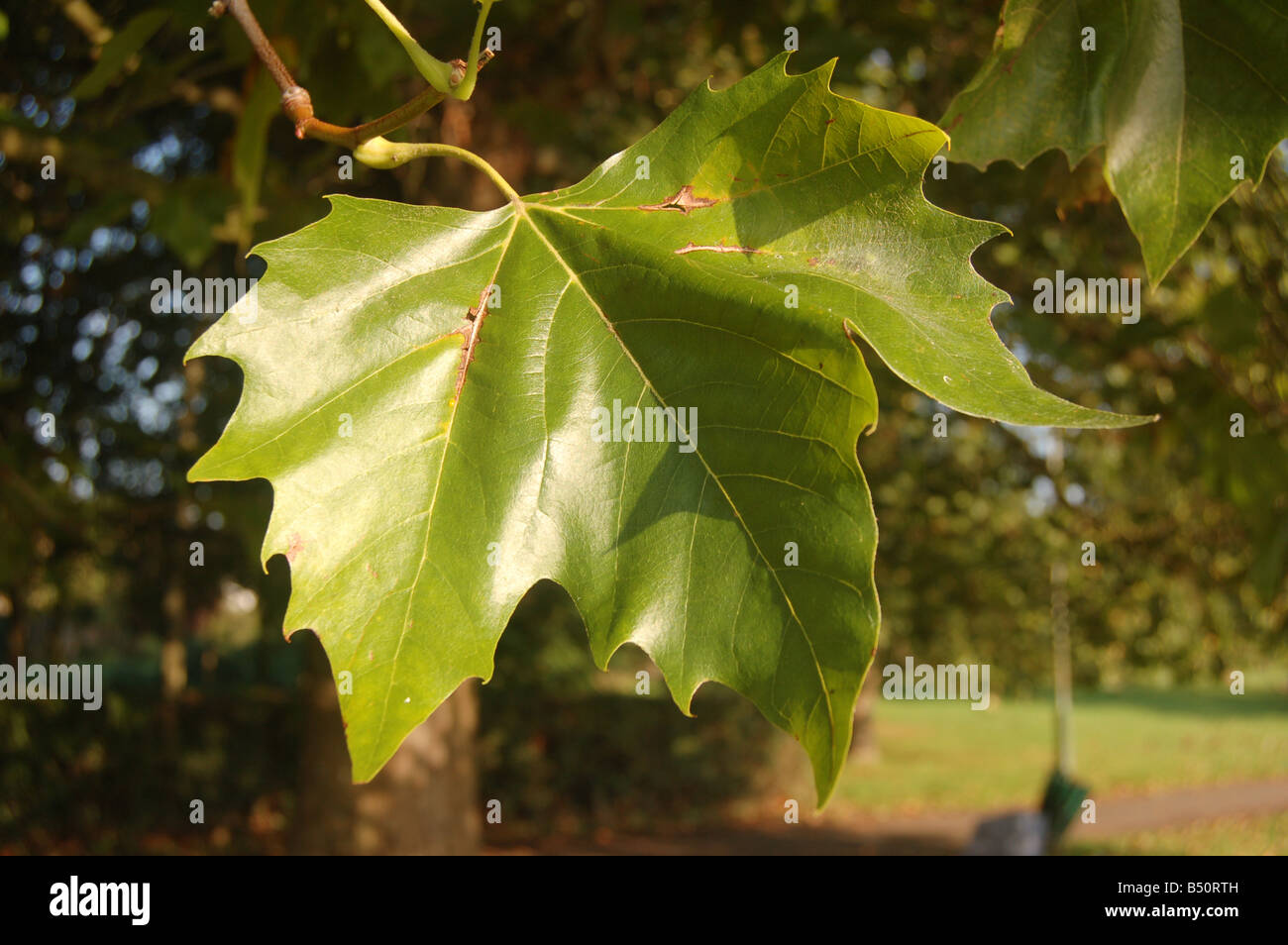 Tree leaves at Montrose pk, Edgware, London, England, uk Stock Photo ...