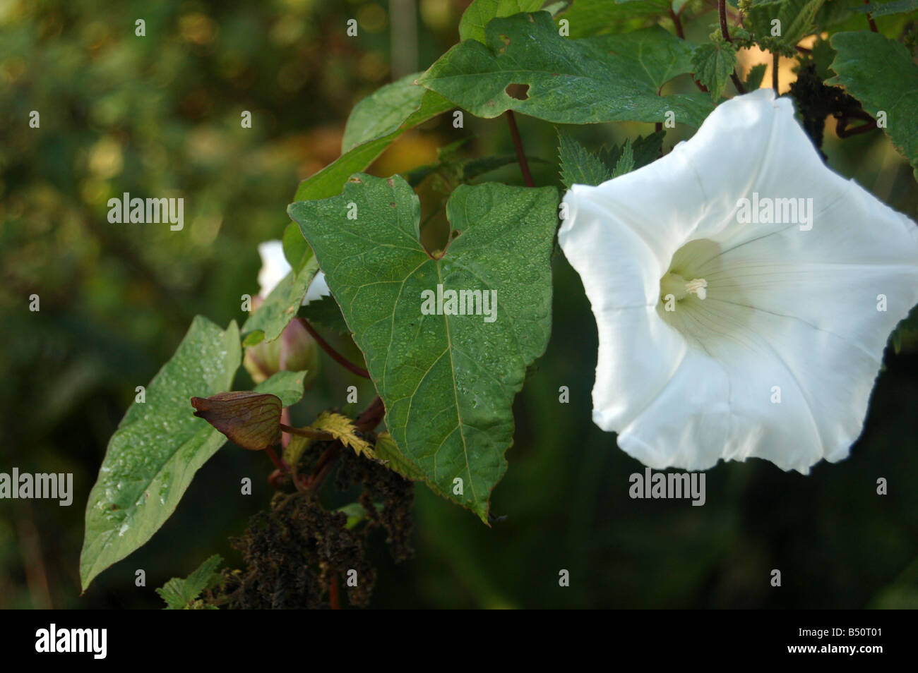 Pretty white flowers at Montrose pk, Edgware, London, England, uk Stock ...