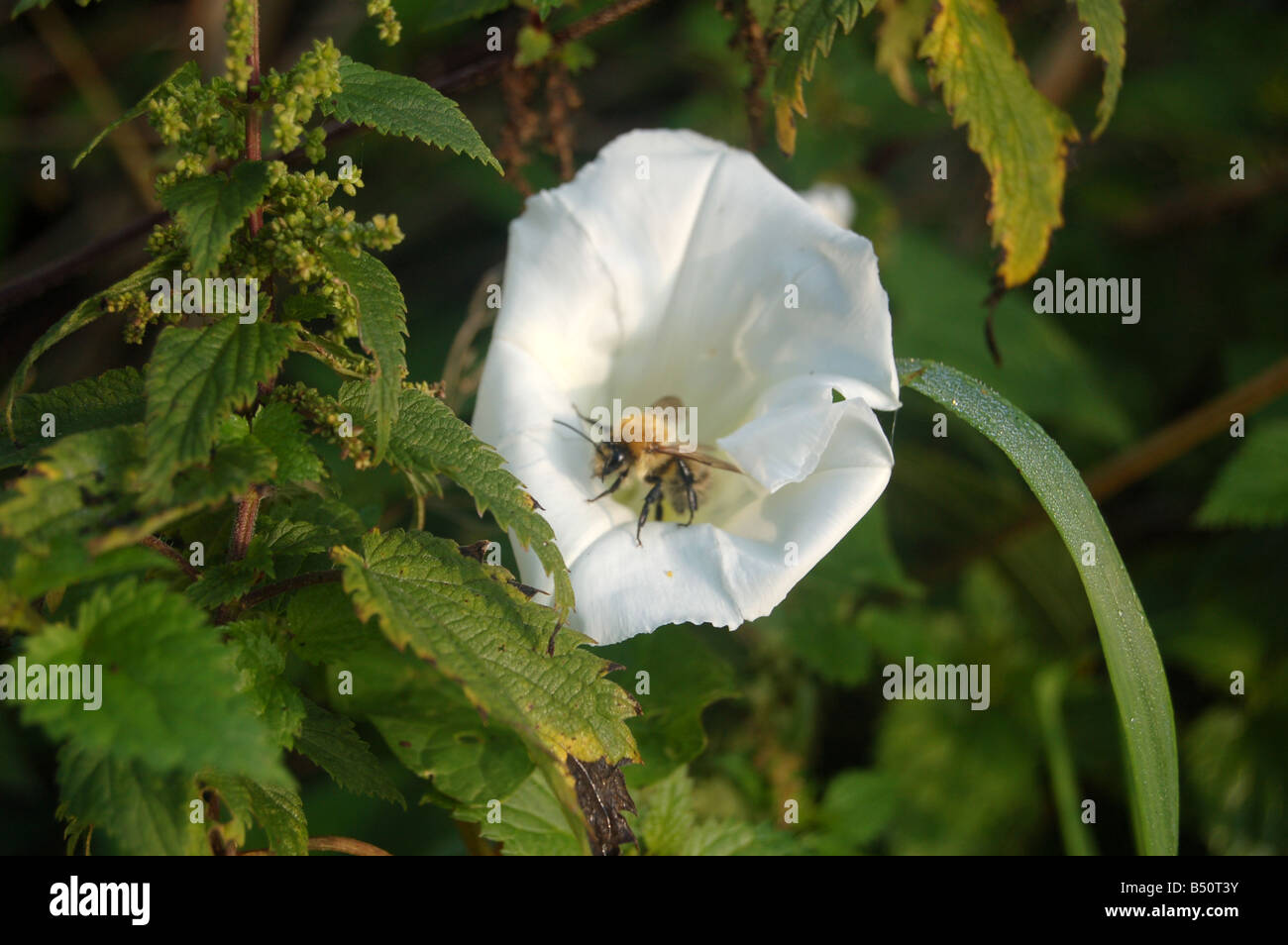Bee in white flowers at Montrose pk, Edgware, London, England, uk Stock ...