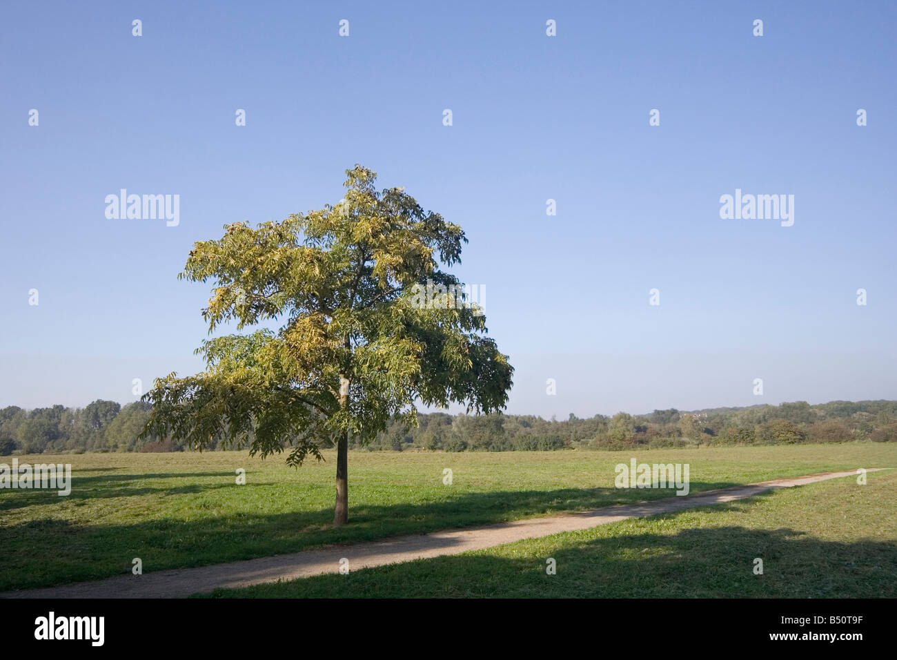 solitary tree rural scenery adobe RGB Stock Photo - Alamy