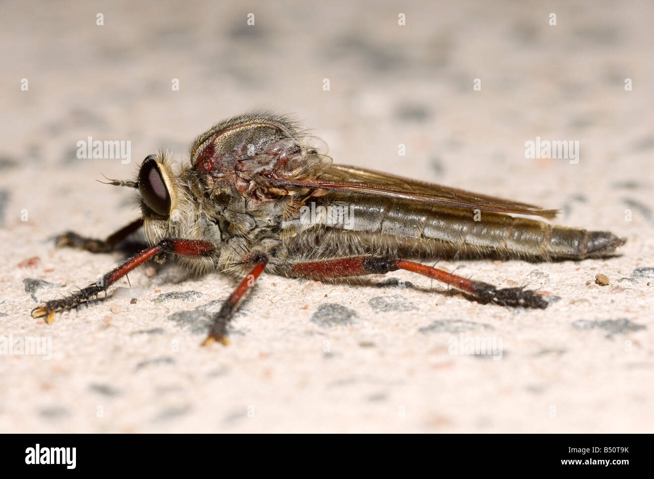 Australian robber fly Stock Photo - Alamy