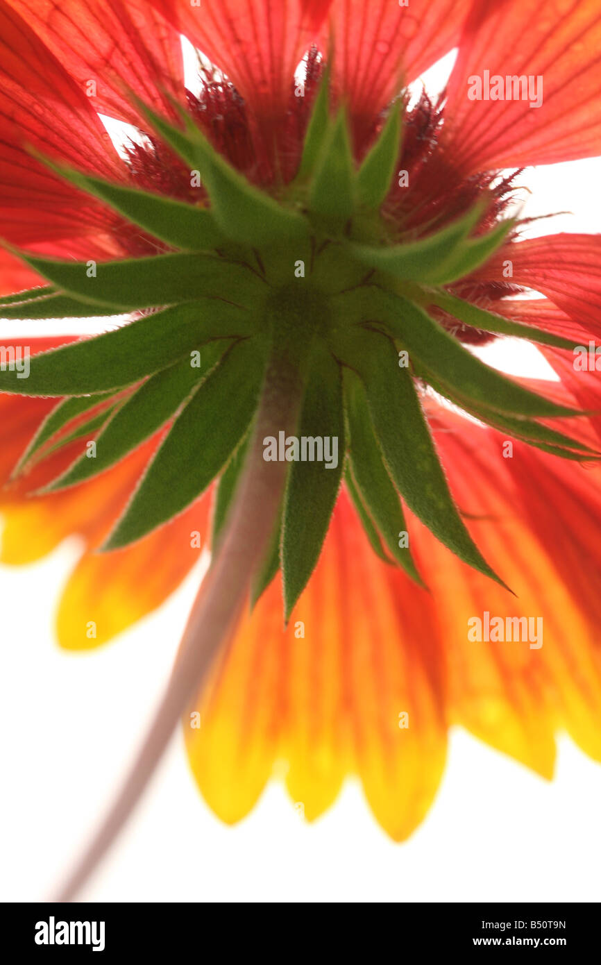 Under-side of a flower Stock Photo - Alamy