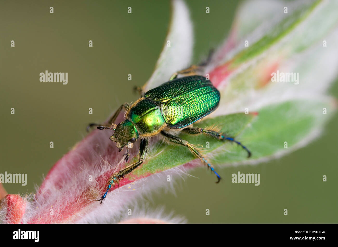 Iridescent Green Scarab Beetles