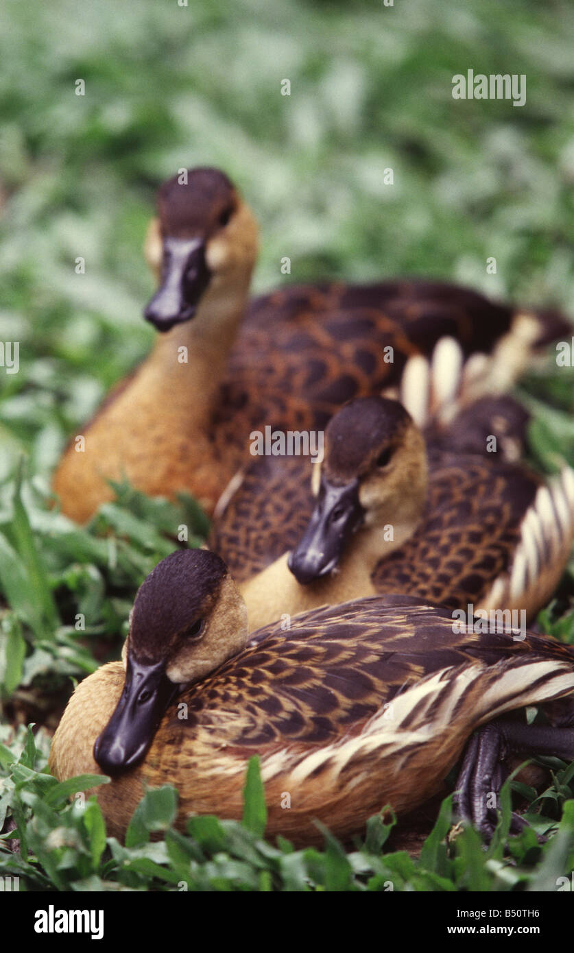 Three Wandering Whistling Ducks taking a rest on the grass Stock Photo ...