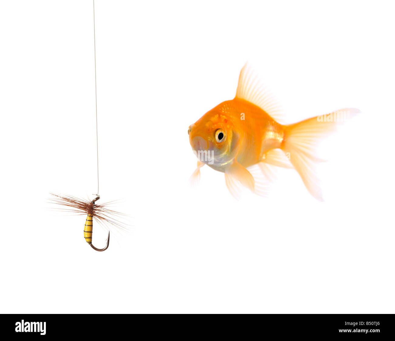 Goldenfish hi-res stock photography and images - Alamy