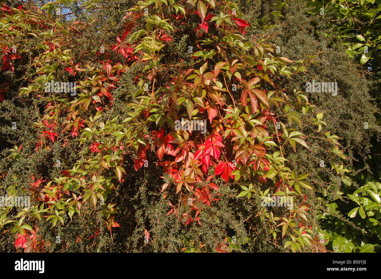 Pretty tree leaves at Montrose pk, Edgware, London, England, uk Stock ...