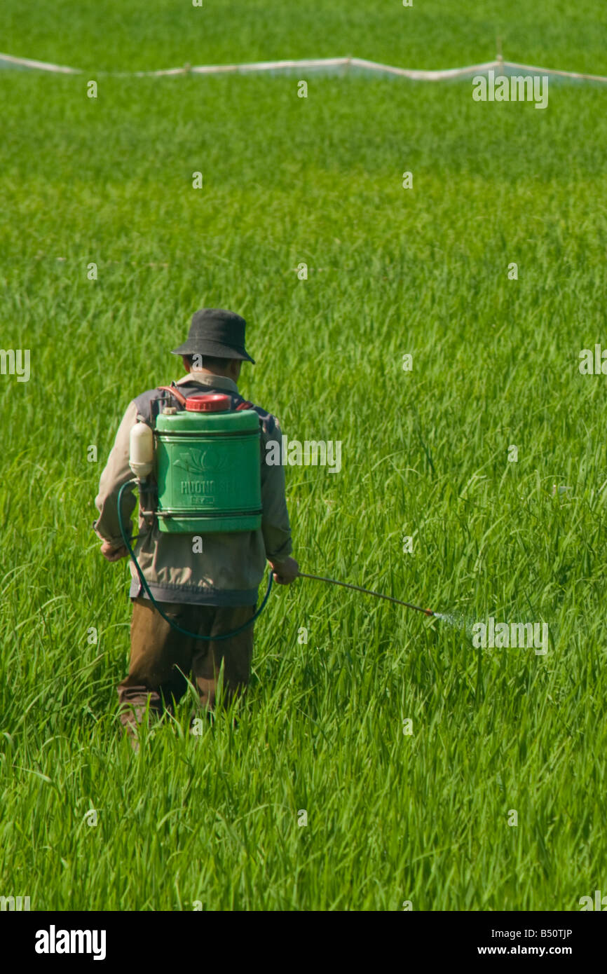 Man spraying fertilizer on rice Stock Photo - Alamy
