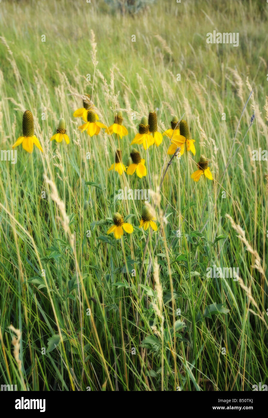 Alberta native flower hi-res stock photography and images - Alamy