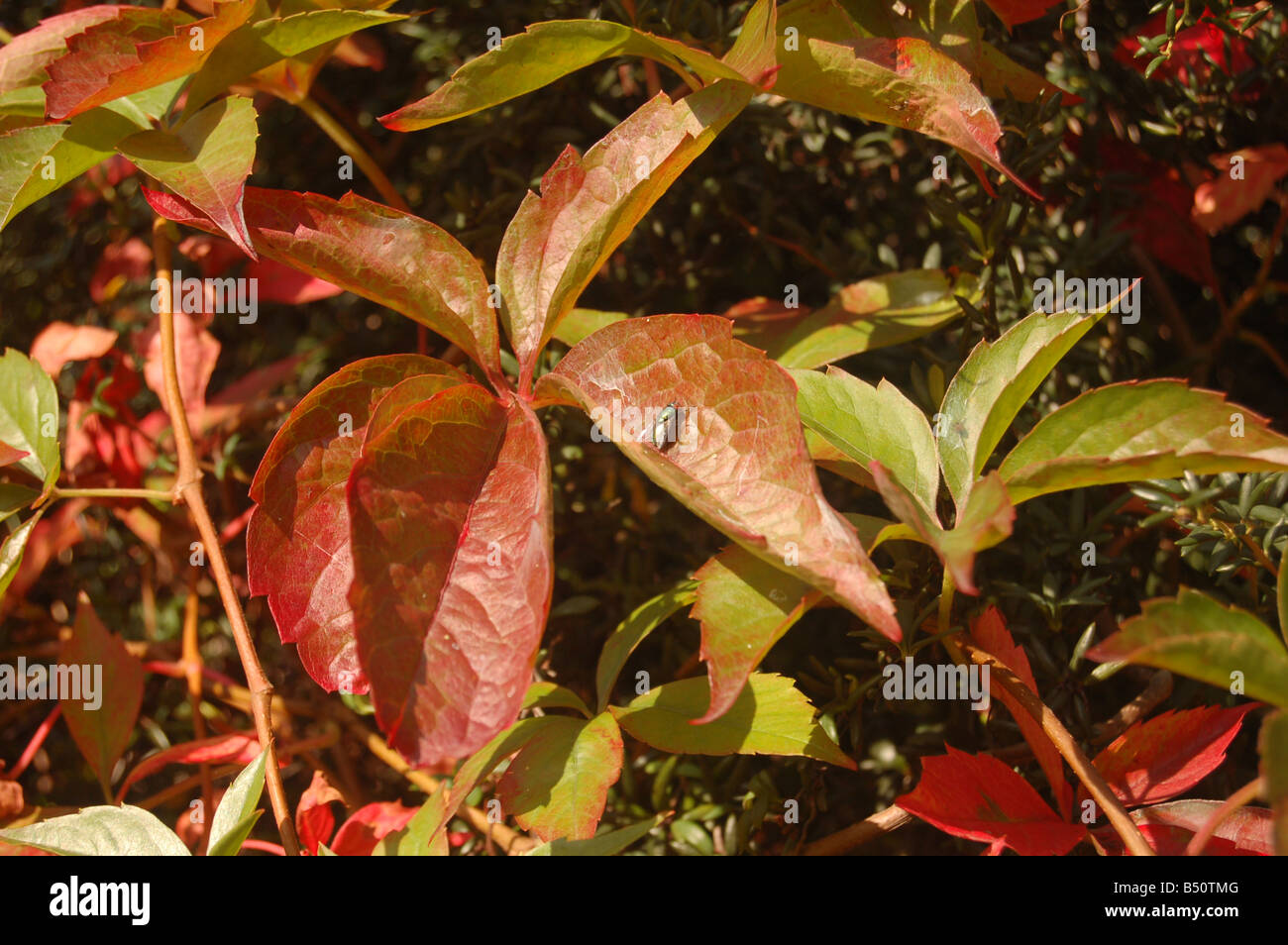 Pretty tree leaves at Montrose pk, Edgware, London, England, uk Stock ...