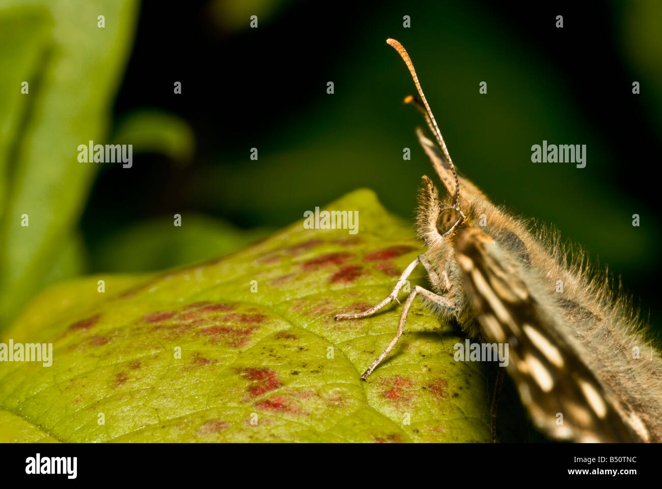Speckled wood pararge aegeria adult hi-res stock photography and images ...