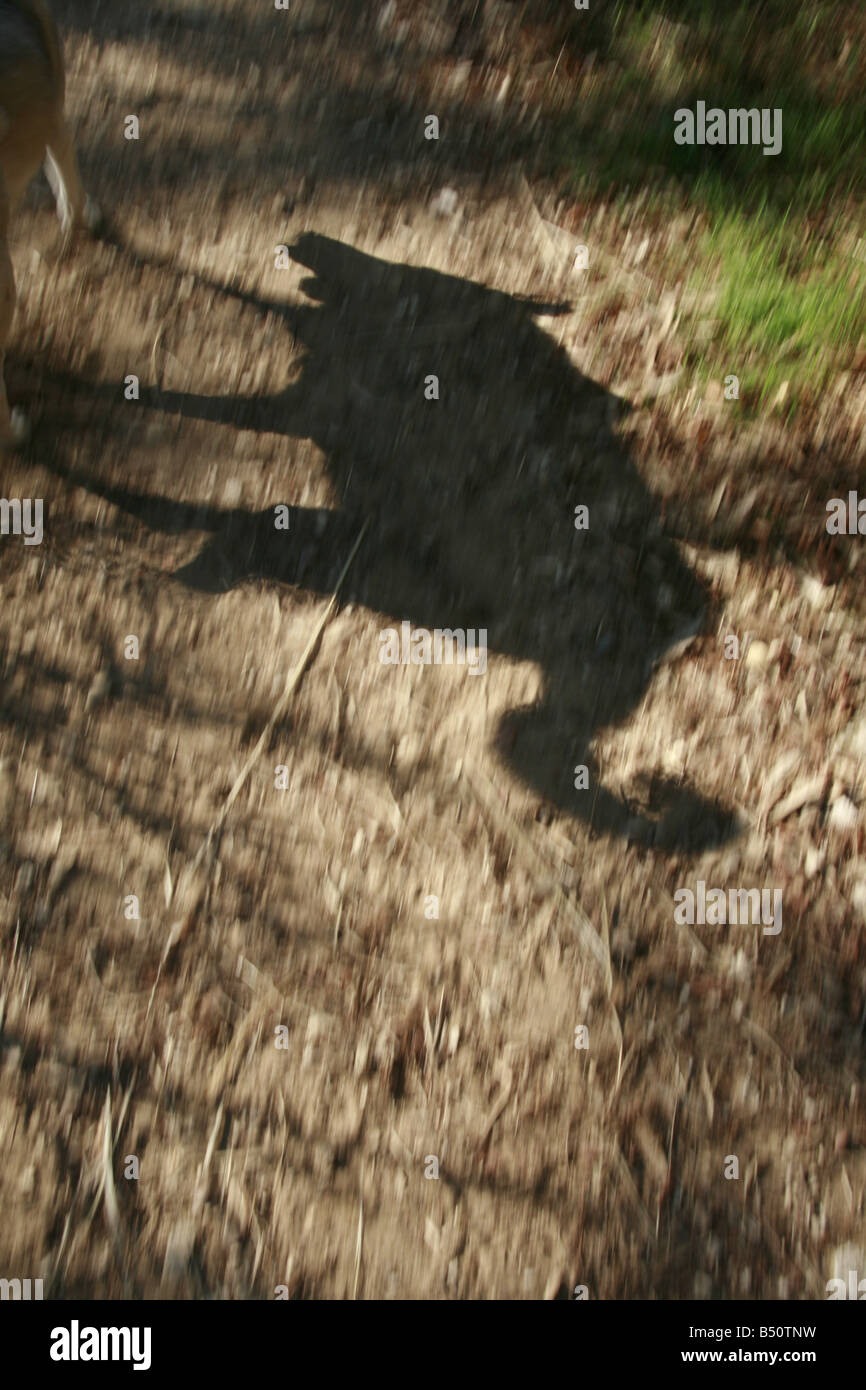 dog's shadow on foot path in countryside Stock Photo - Alamy