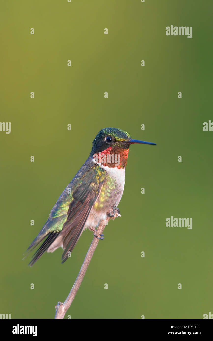 Ruby-throated Hummingbird Archilochus colubris Stock Photo - Alamy