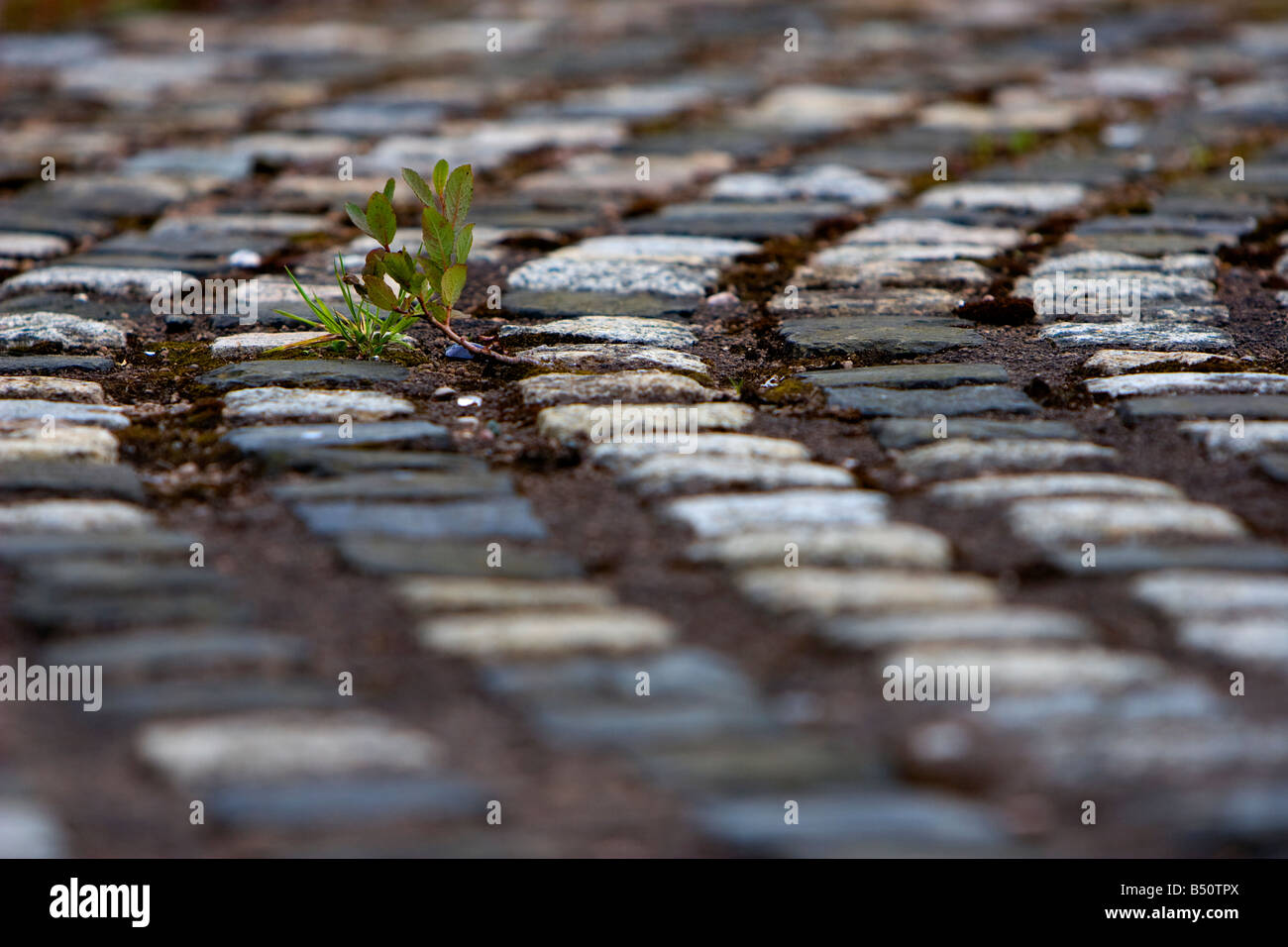 A lonely weed grows through the cracks in some stone set paving Stock ...