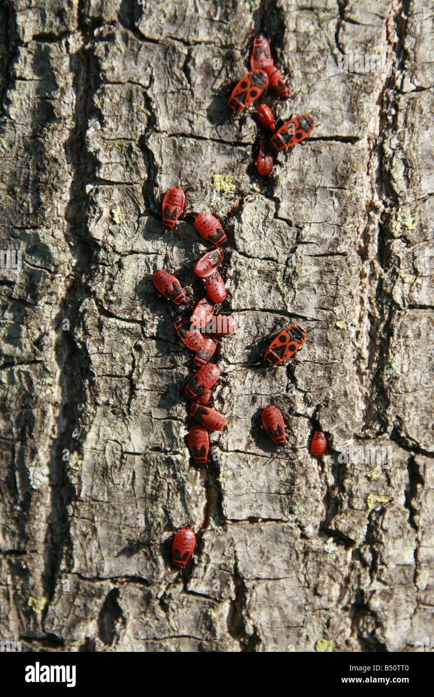 Many red bugs on tree hi-res stock photography and images - Alamy