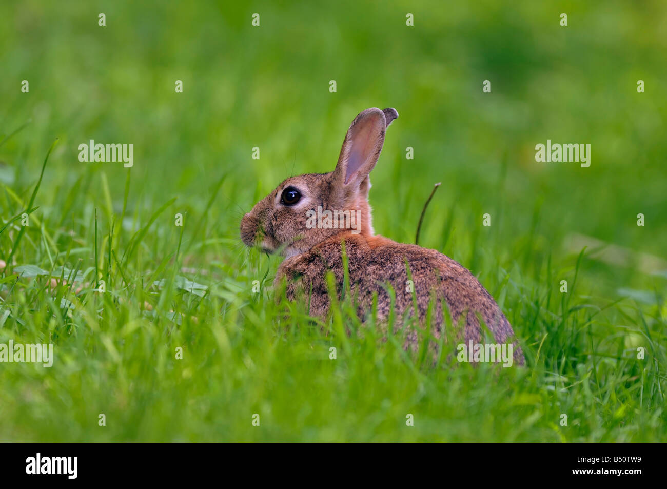 Rabbit Oryctolagus cuniculus in long grass Stock Photo - Alamy