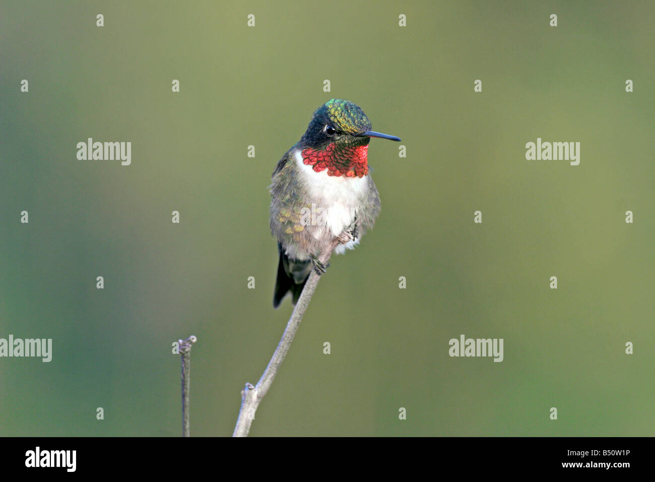 Ruby-throated Hummingbird Archilochus colubris Stock Photo - Alamy