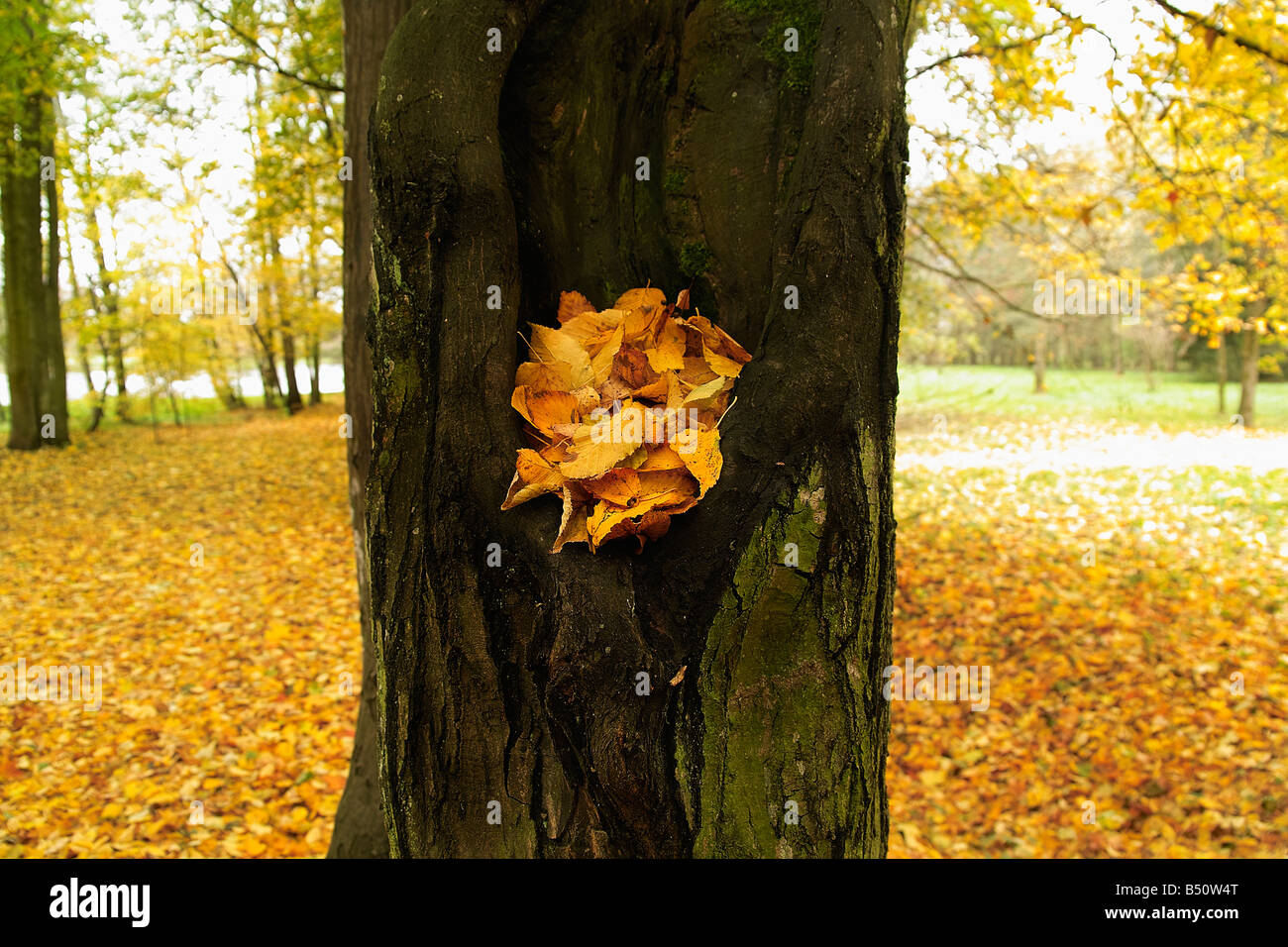 Hollow in the tree trunk filled with yellow leaves Stock Photo - Alamy