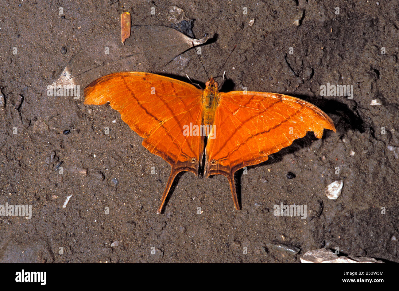 Ruddy Daggerwing Marpesia petreus Tamaulipas Gomez Farias MEXICO 26 ...