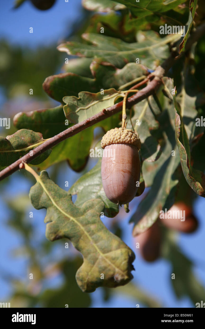one single acorn growing on tree branches Stock Photo - Alamy