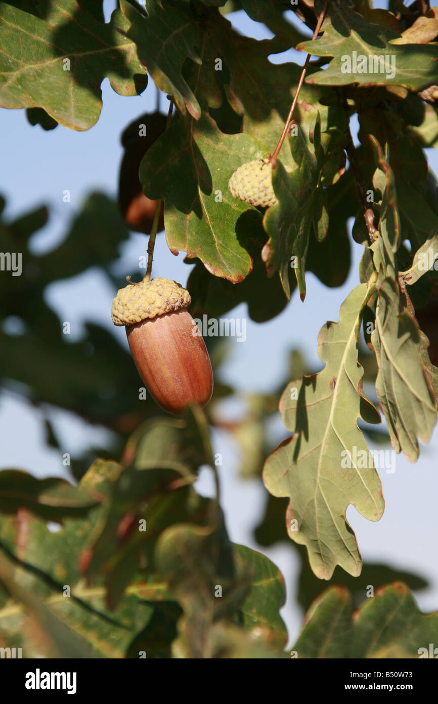 one single acorn growing on tree branches Stock Photo - Alamy