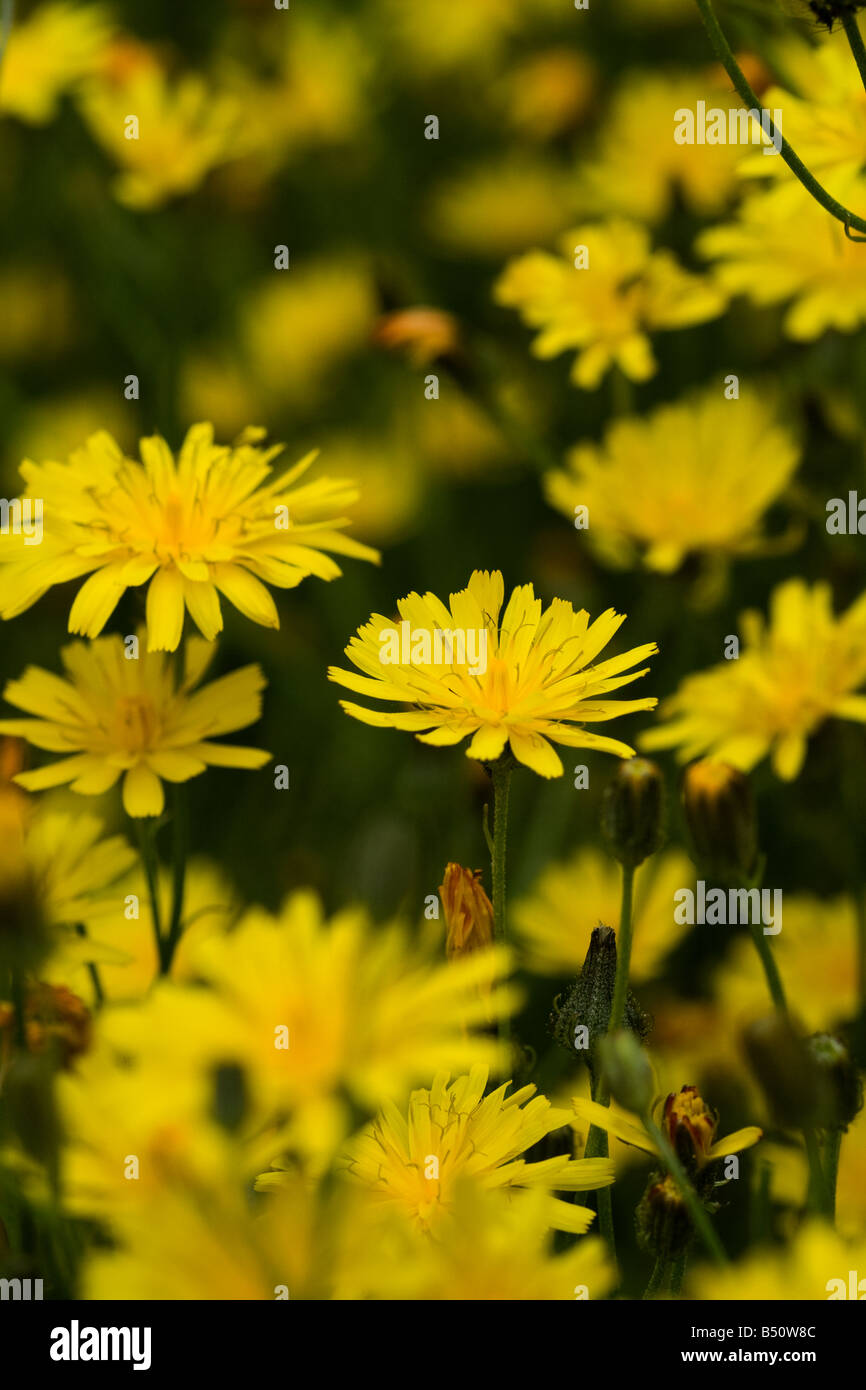 Hawkbit hi-res stock photography and images - Alamy