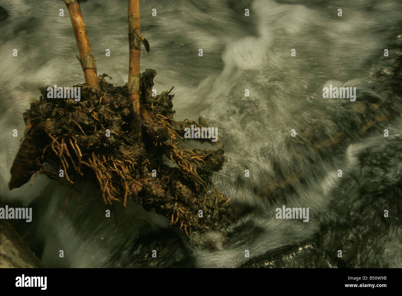 Root flow temperamental hi-res stock photography and images - Alamy