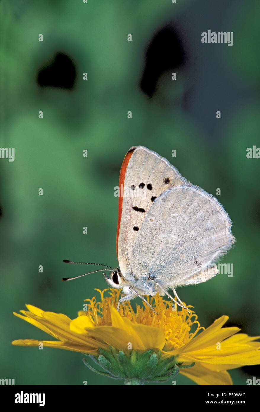 Ruddy Copper Lycaena rubidus ferrisi Stock Photo - Alamy