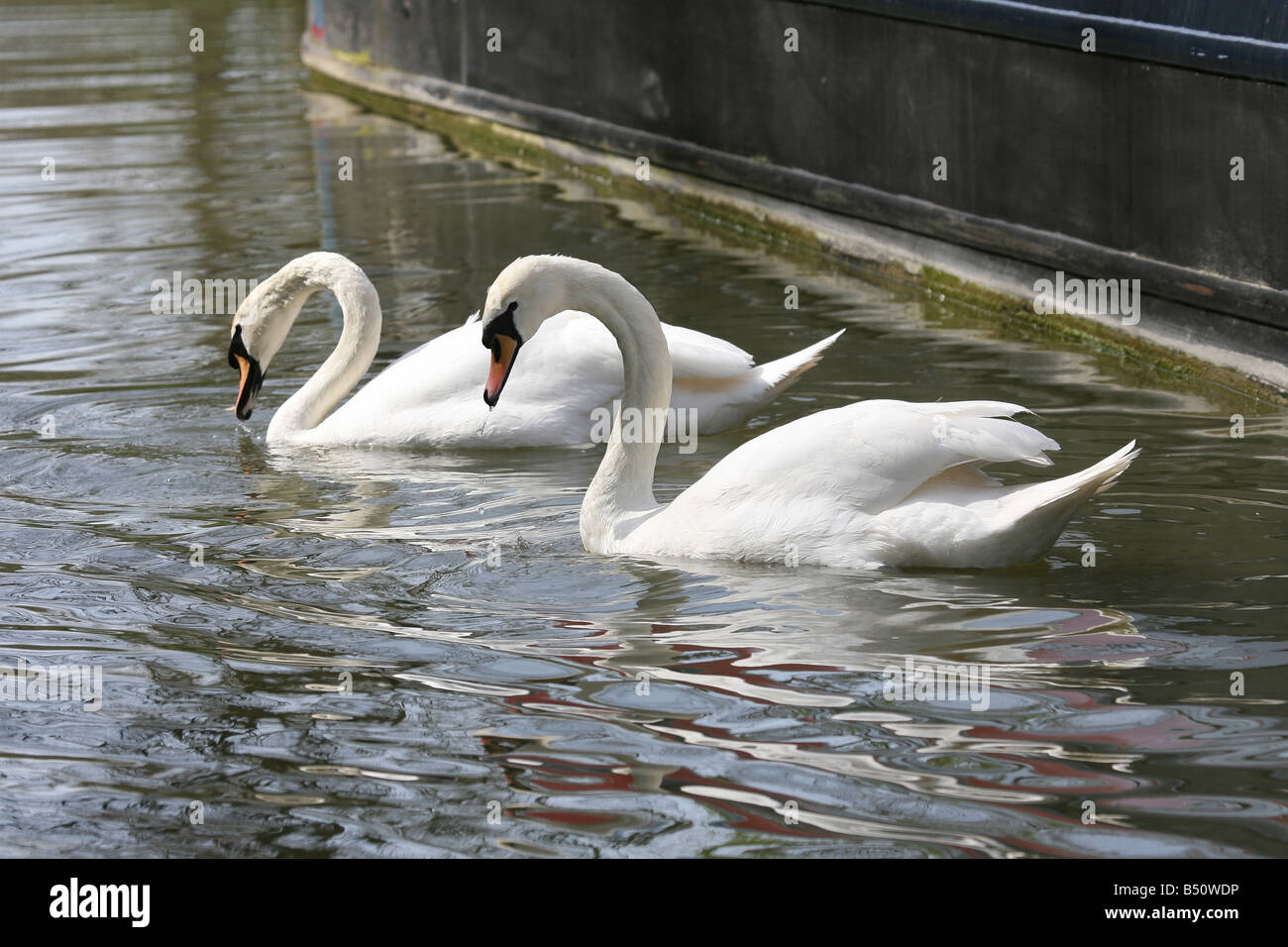 Two swans swimming on water Stock Photo - Alamy