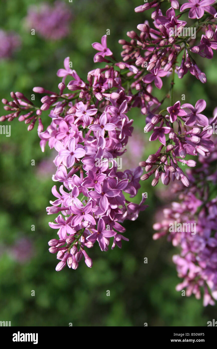 Branch of blooming lilac at spring Stock Photo - Alamy