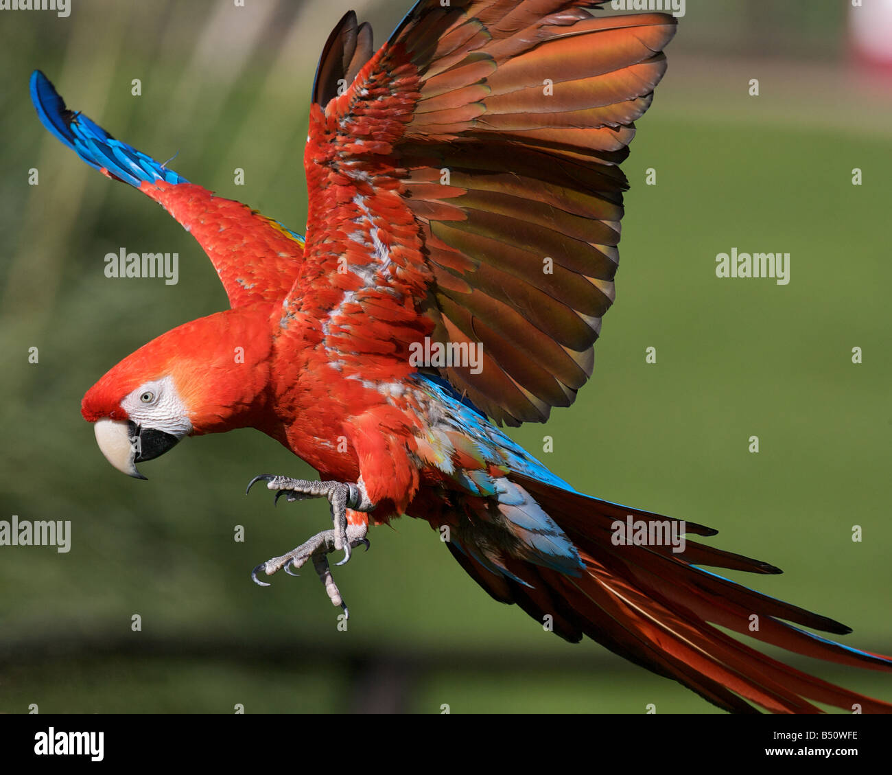 Scarlet macaw display hi-res stock photography and images - Alamy